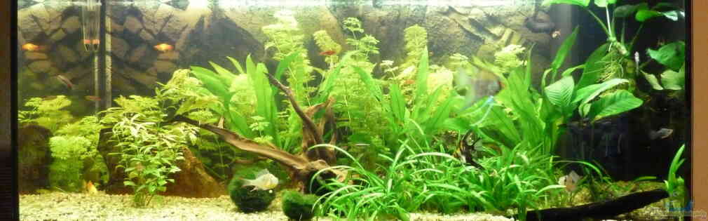 The most beautiful aquariums on www.top-aquariums.com