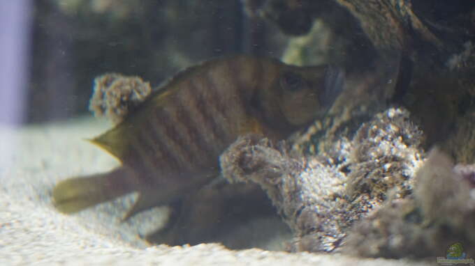 Altolamprologus compressiceps Red Fin (164)