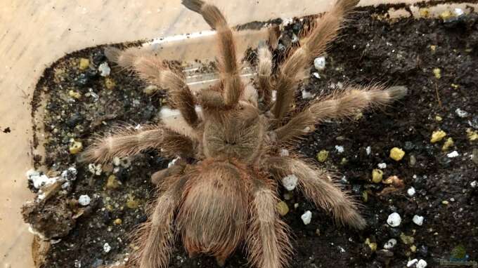 Nhandu tripepii (17) von Helga Kury