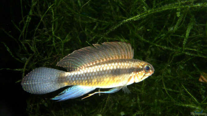 Apistogramma iniridae, Fadenflossen-Zwergbuntbarsch