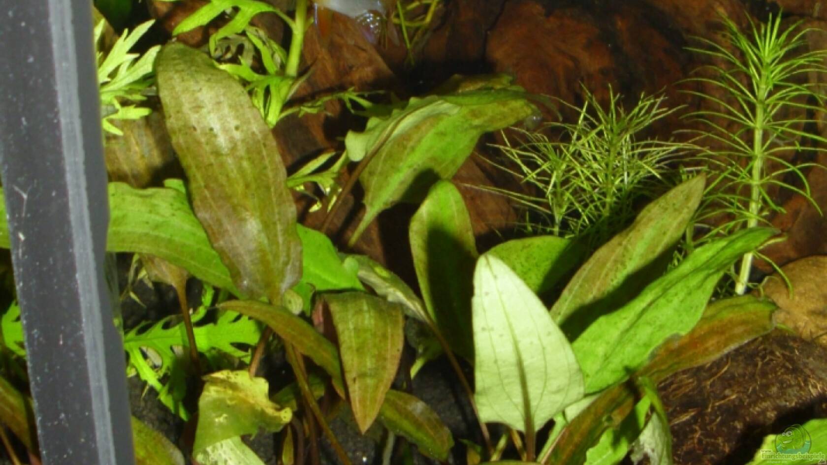 Cryptocoryne affinis: Alle wichtigen Infos