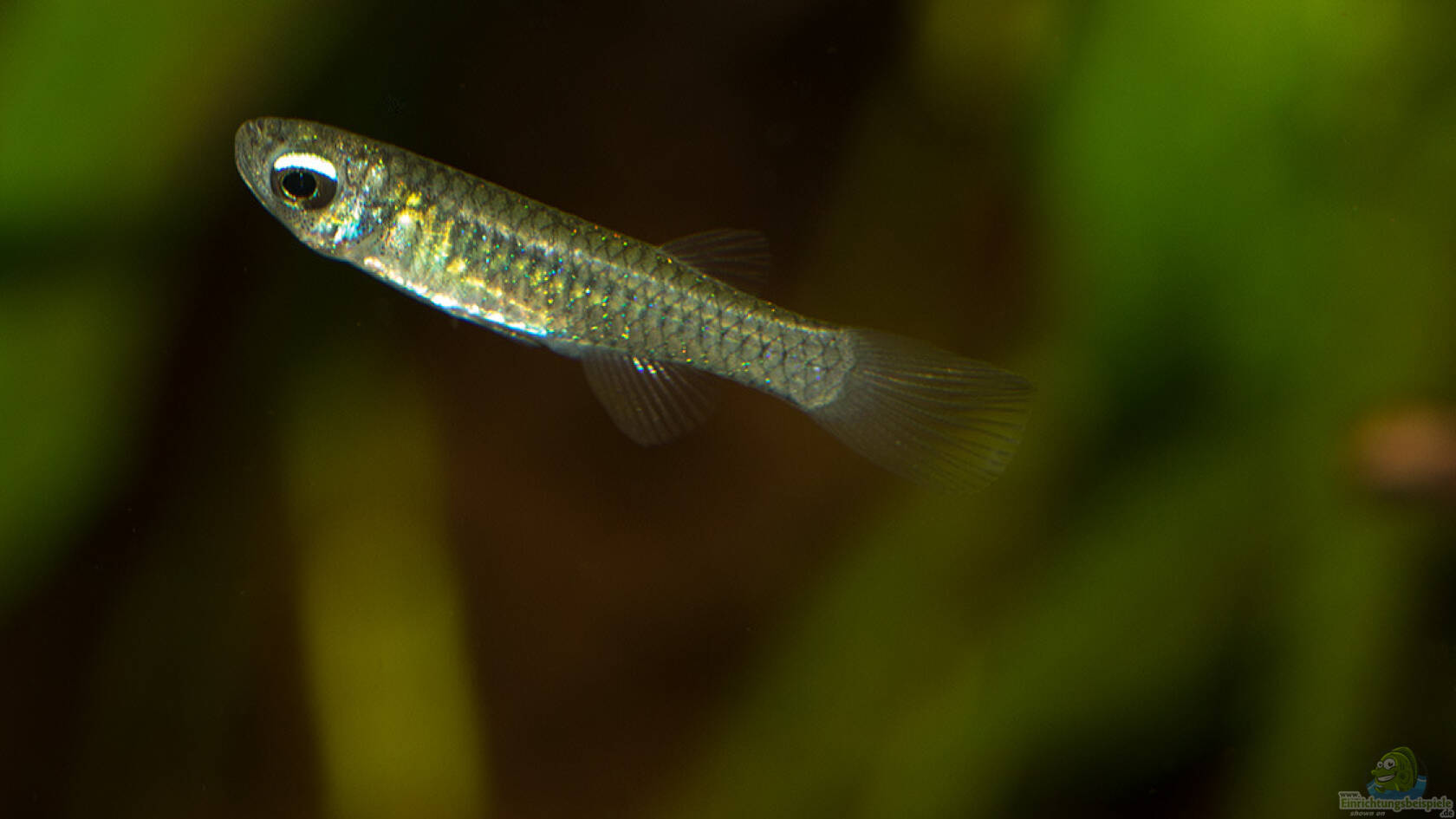 Aplocheilichthys normani: Alle wichtigen Infos