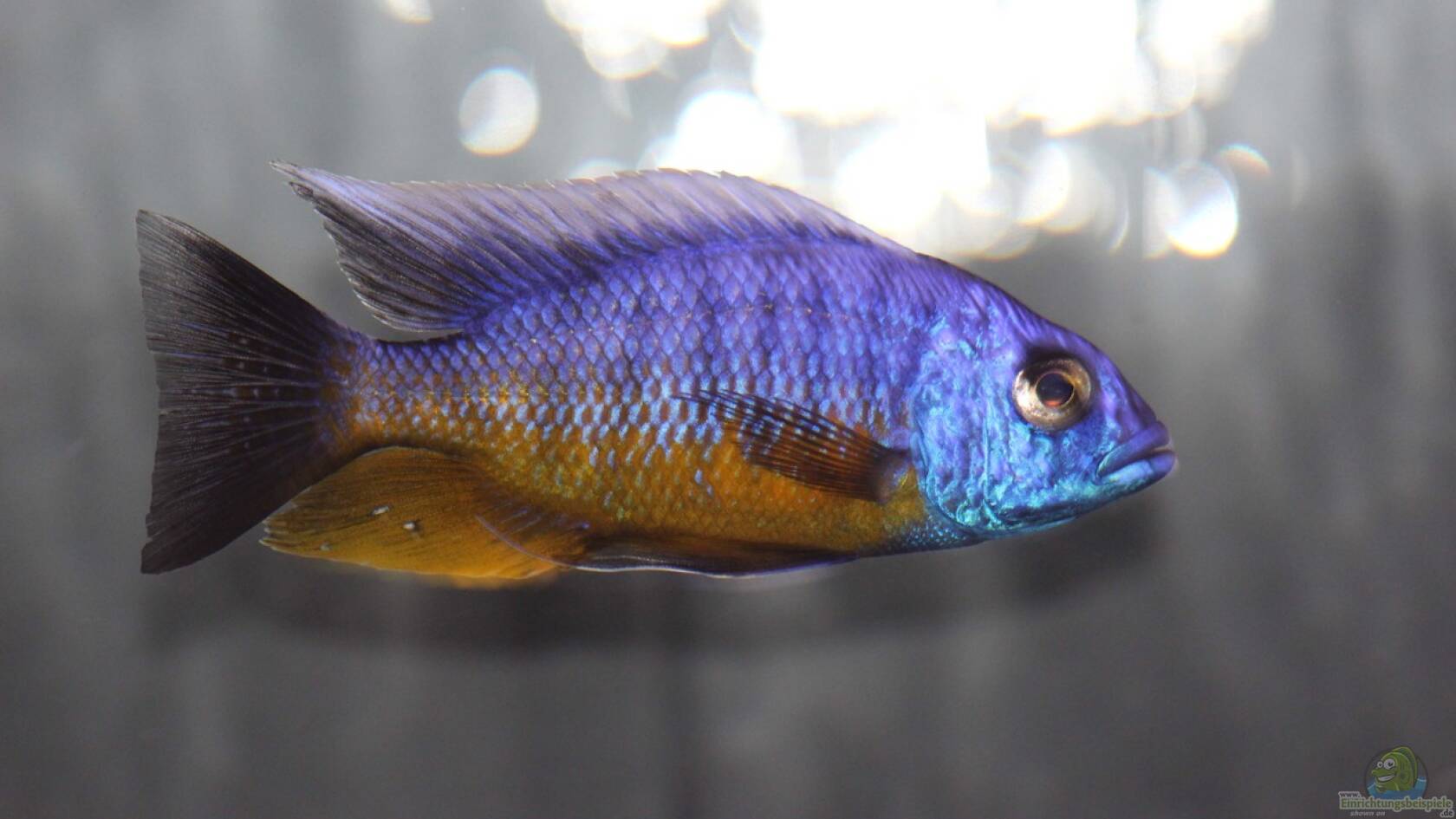 Protomelas spilonotus: Alle wichtigen Infos