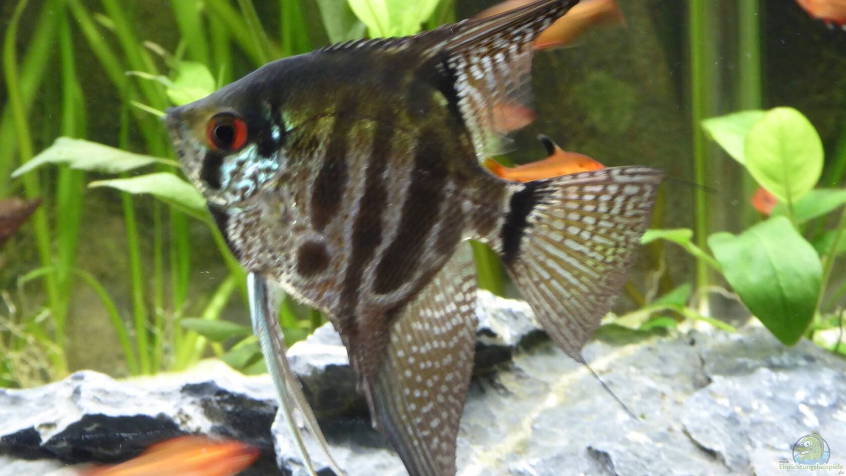 Pterophyllum - Segelflosser: Alle Infos