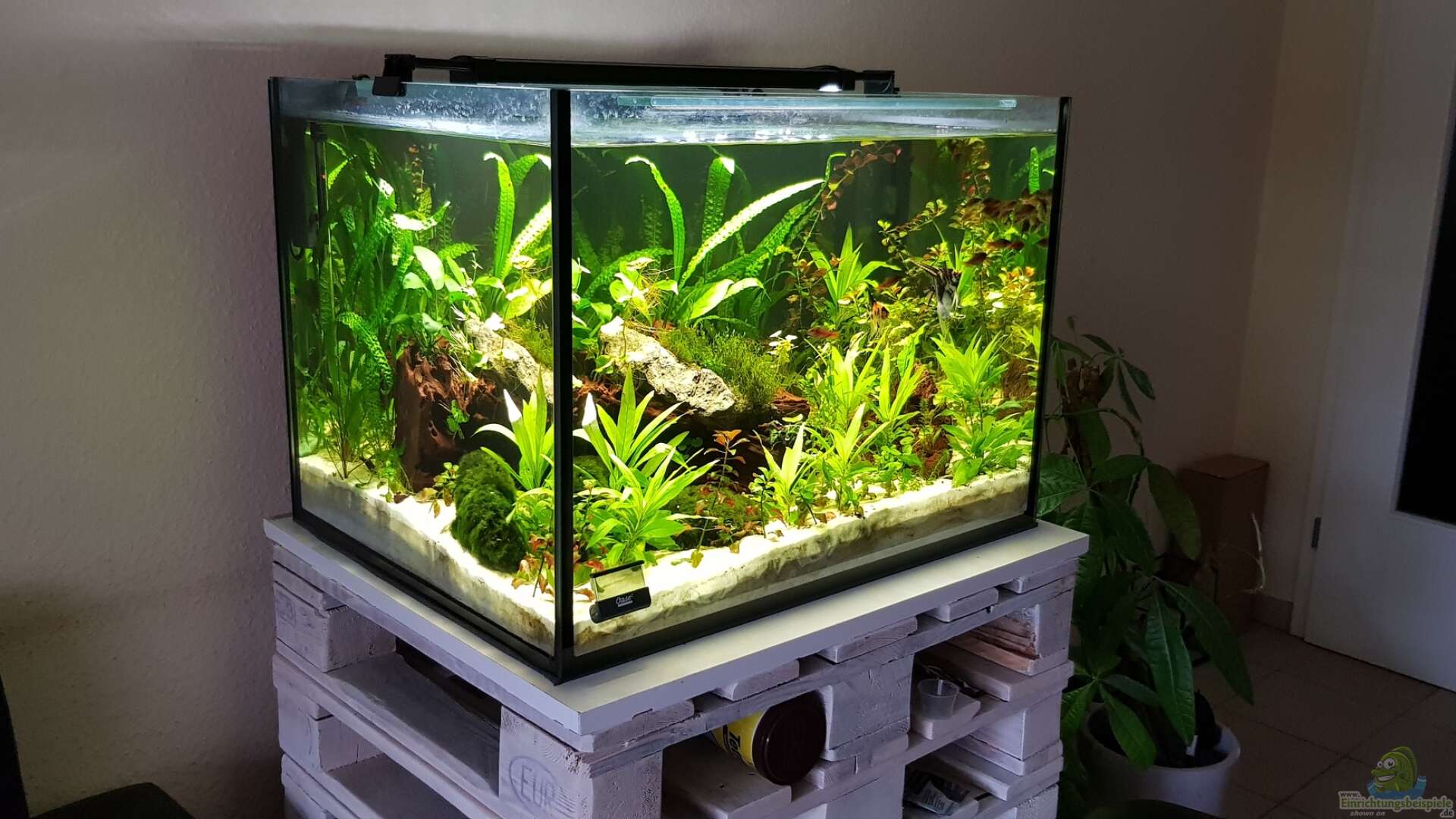 Aquarien online als Einrichtungsbeispiele