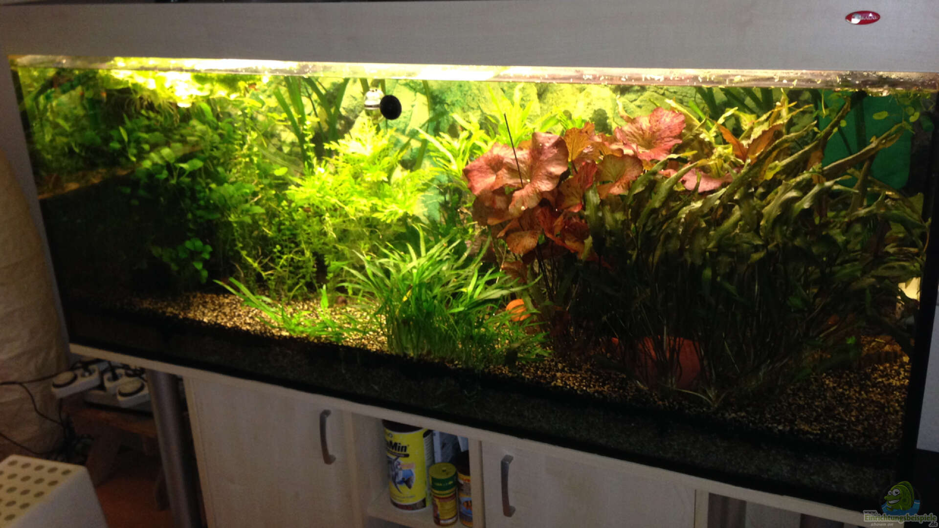 Beispiele Süßwasseraquarium | Einrichtungsbeispiele