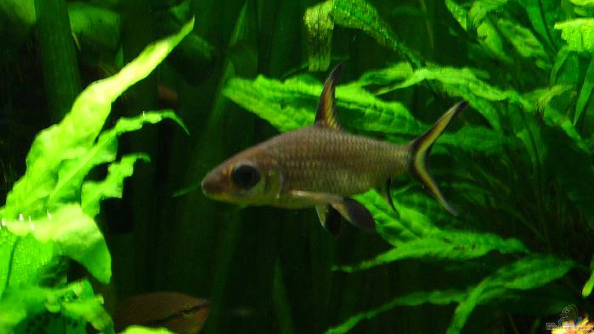 Balantiocheilos melanopterus - Haibarbe: Alle Infos