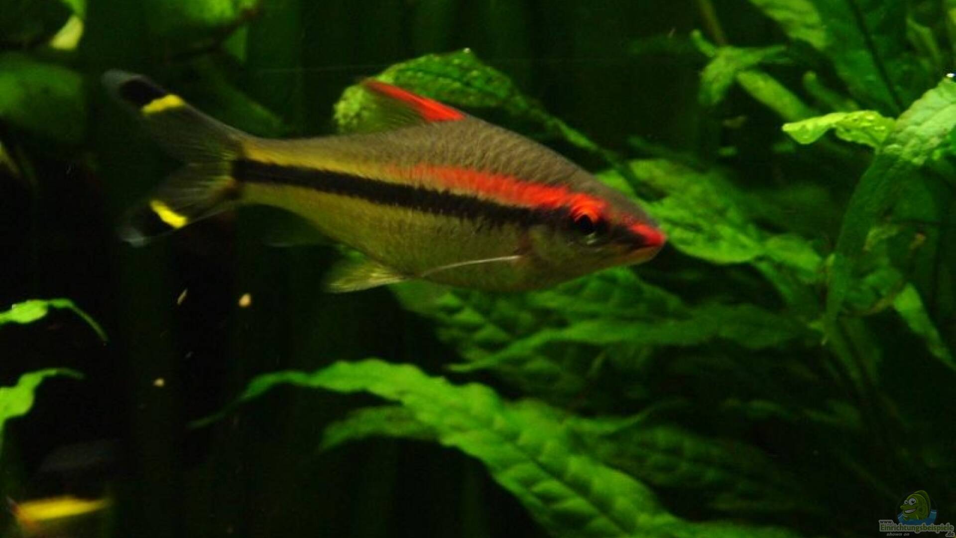 Puntius denisonii - Denisonbarbe: Alle wichtigen Infos