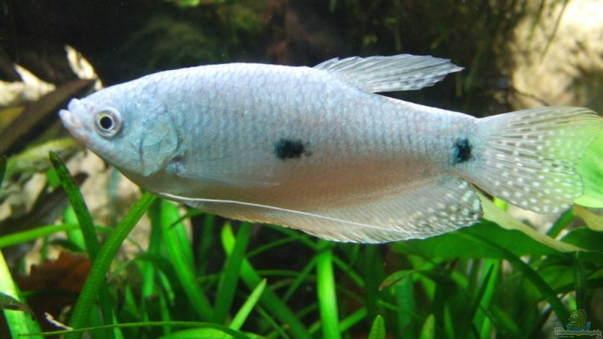 Fadenfische: Alle wichtigen Infos