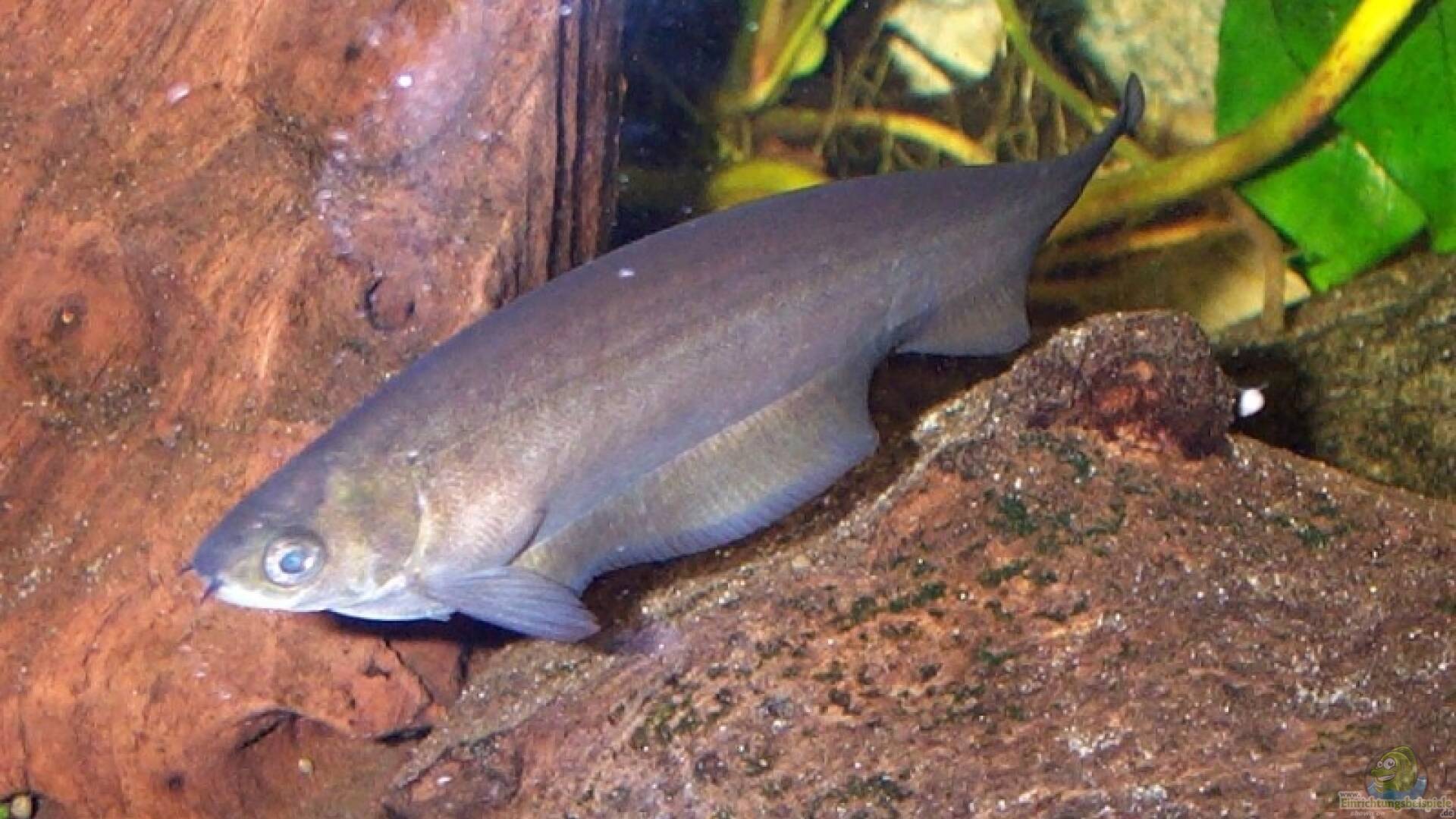 Xenomystus nigri - Afrikanischer Messerfisch