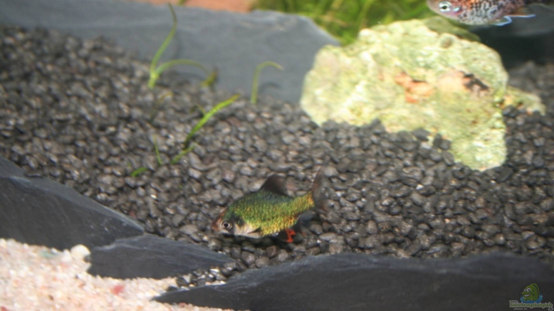 Puntius tetrazona ´grün´ - Moosbarbe: Alle Infos