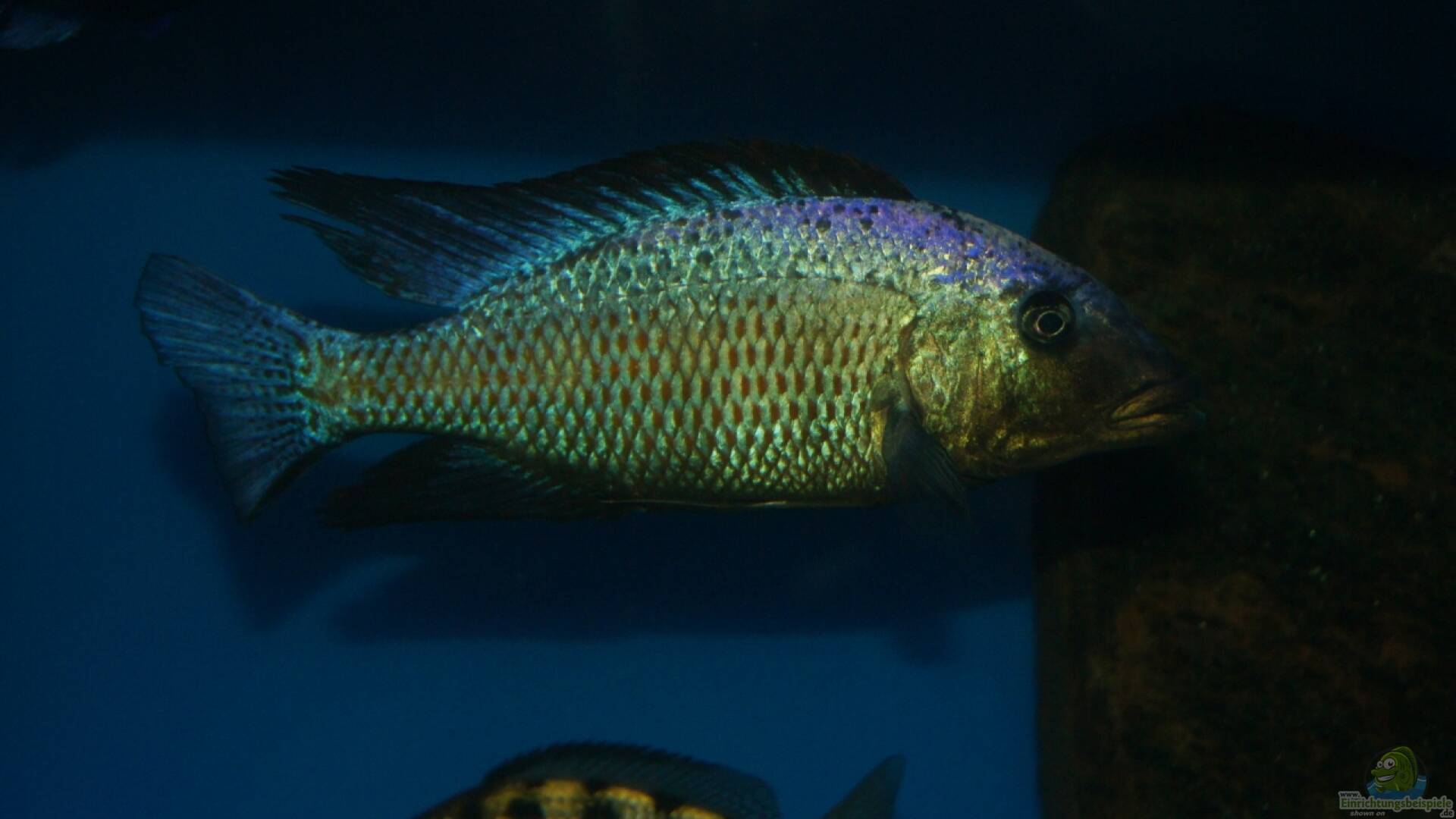 Fossorochromis rostratus - Fünffleckmaulbrüter