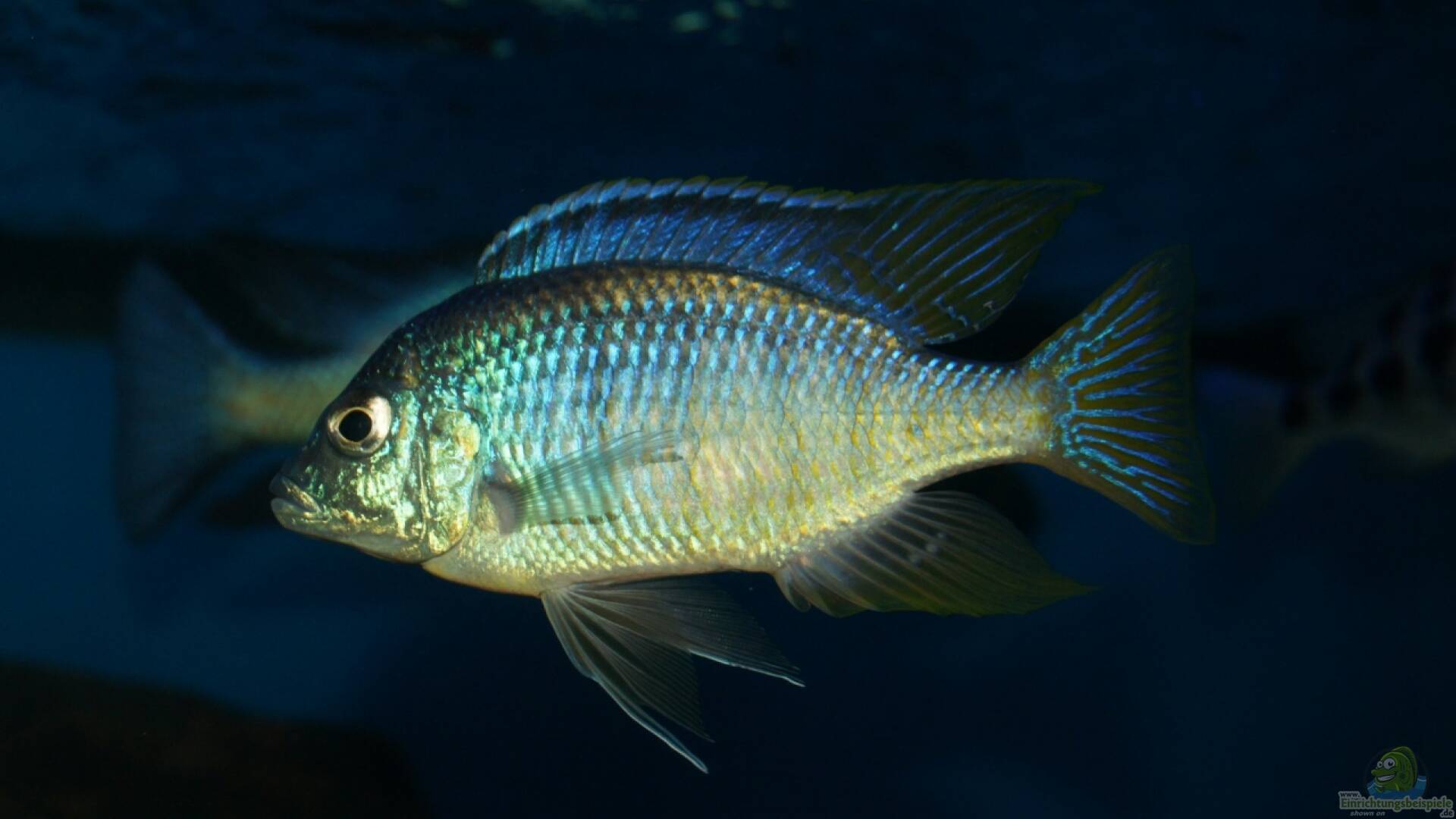 Placidochromis jalo reef: Alle wichtigen Infos