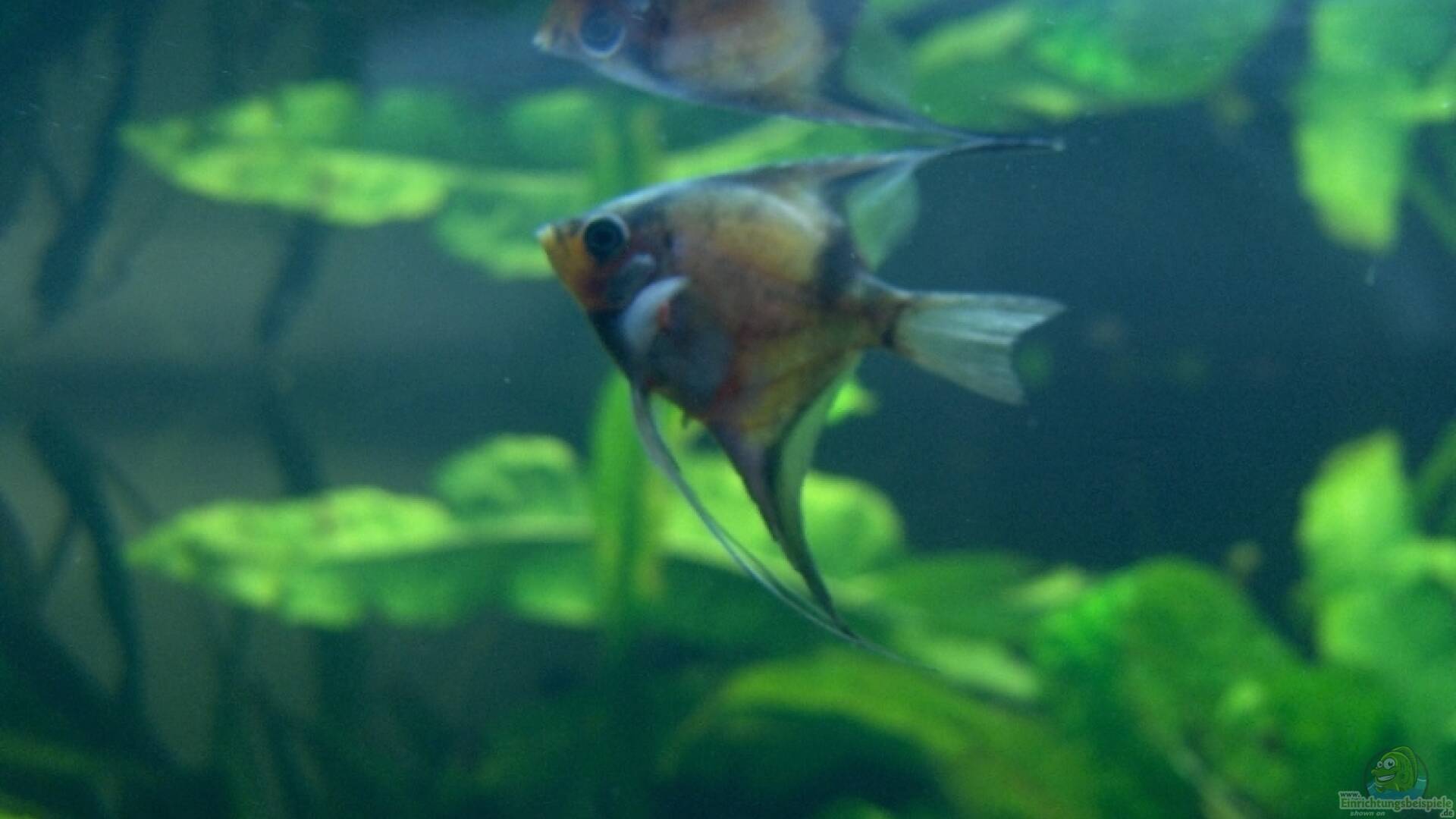 Pterophyllum altum - Hoher Segelflosser: Alle Infos