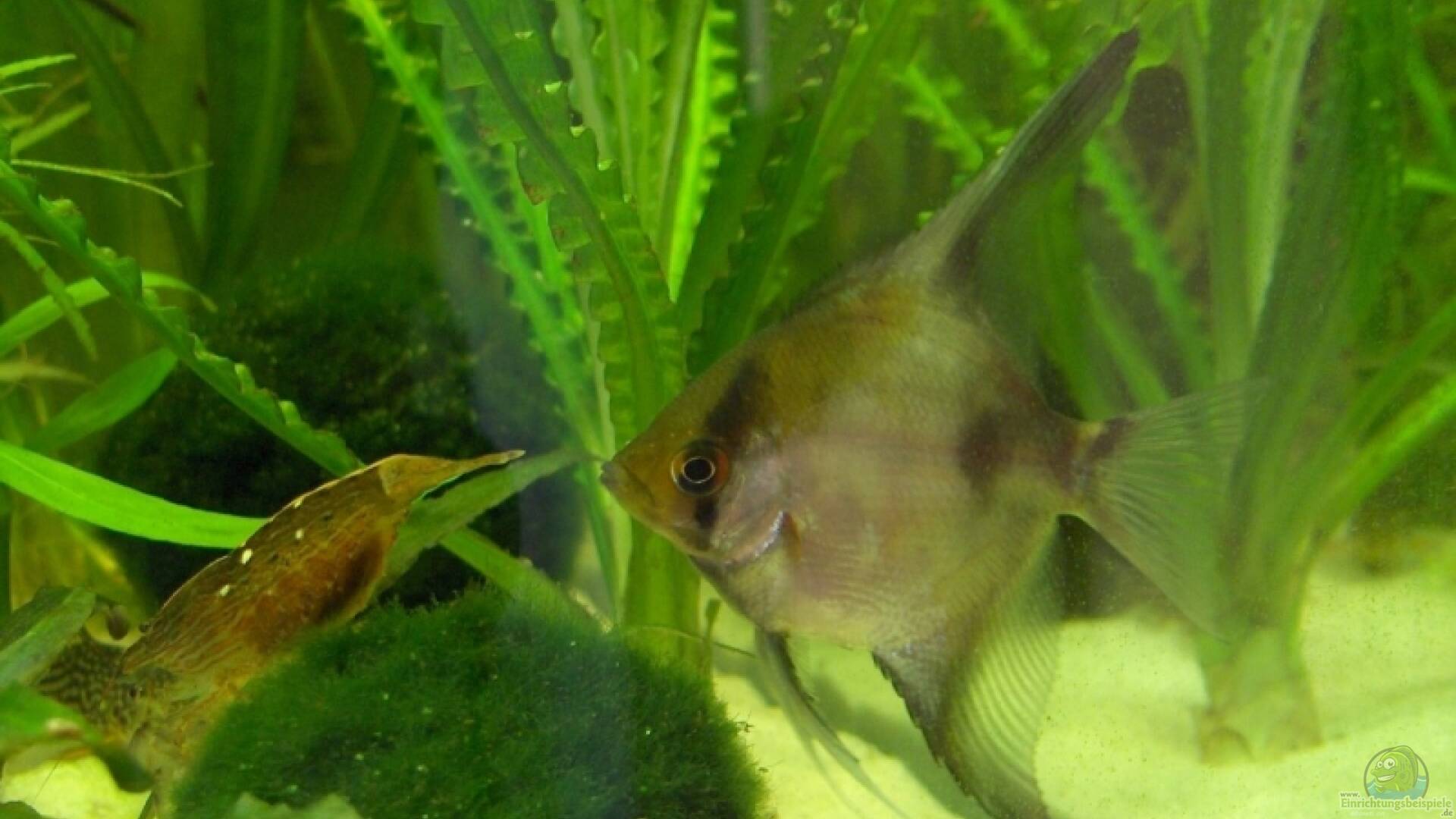 Pterophyllum altum - Hoher Segelflosser: Alle Infos