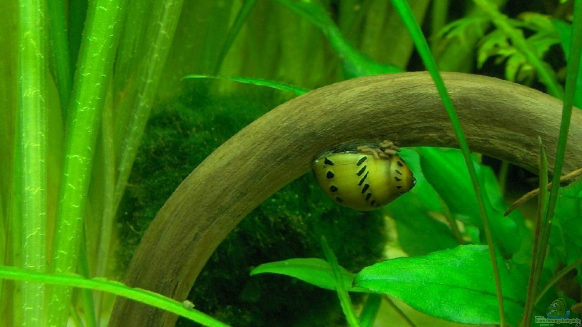 Vittina semiconica - Punktnapfschnecke: Alle Infos