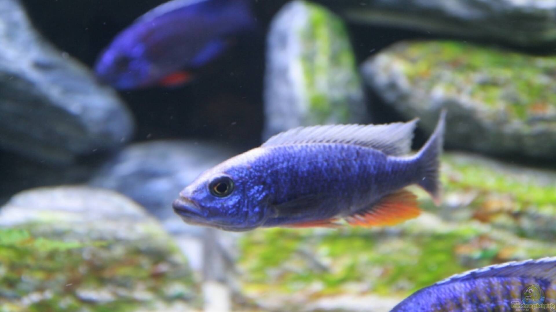 Sciaenochromis fryeri | Azurcichlide