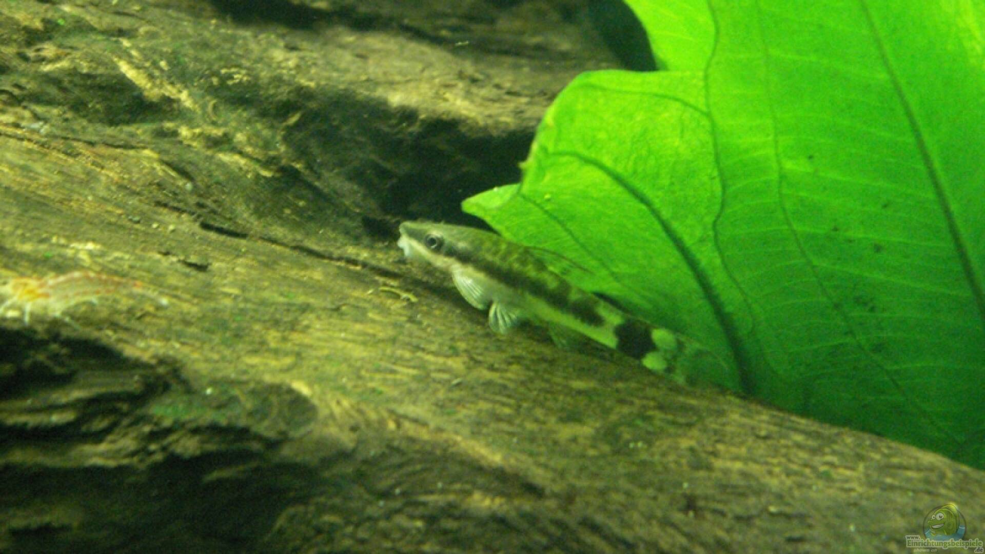 Macrotocinclus affinis : Alle wichtigen Infos