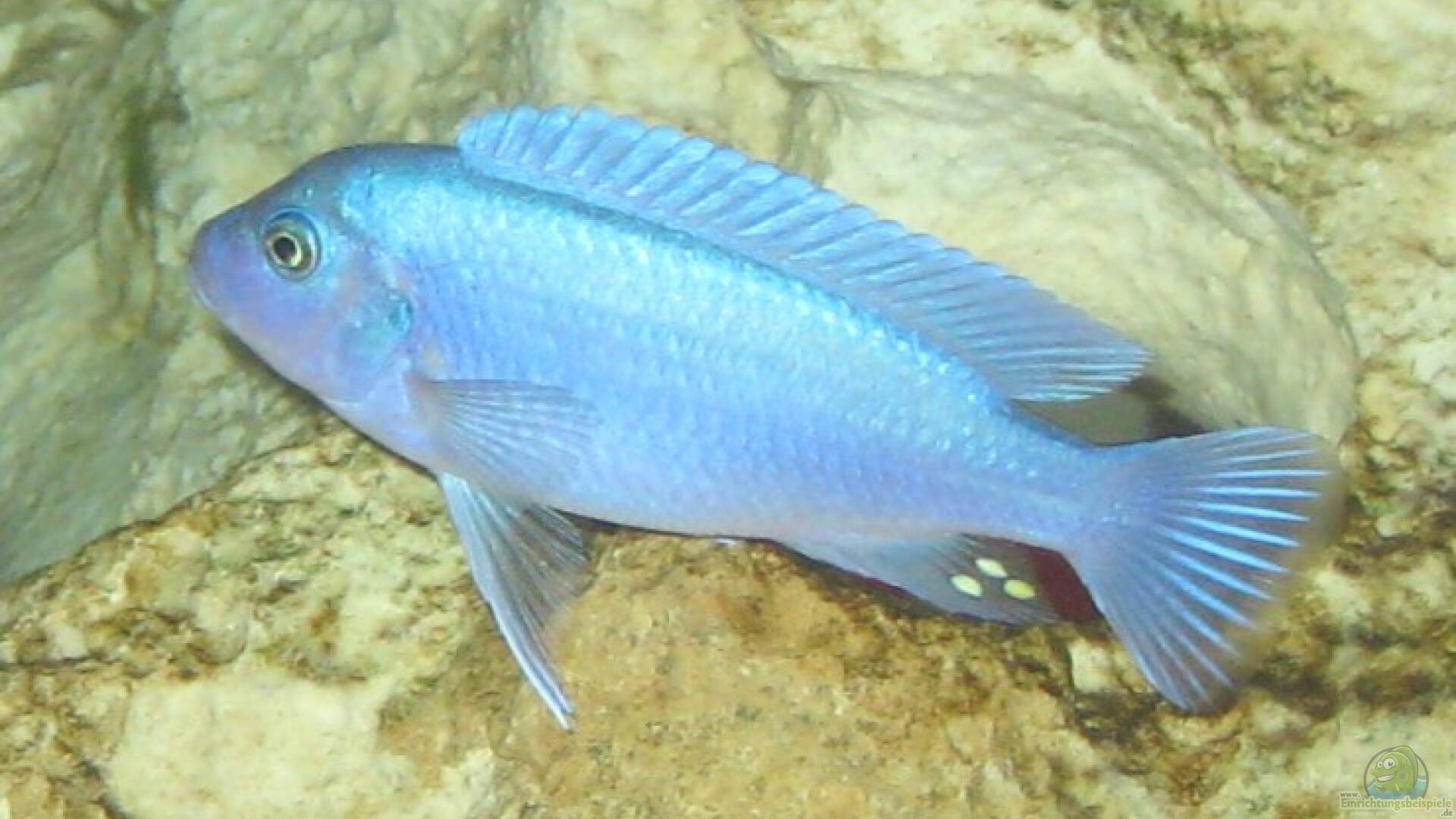 Metriaclima callainos - Kobalt Zebra: Alle Infos