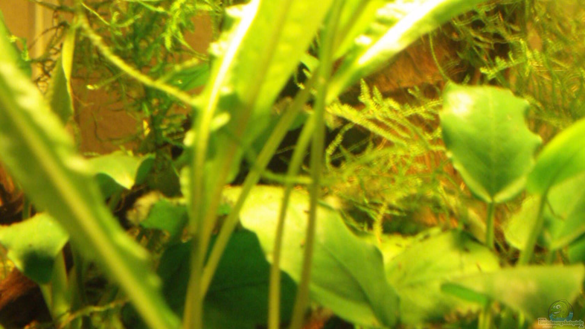 Cryptocorynen - Wasserkelche: Alle wichtigen Infos