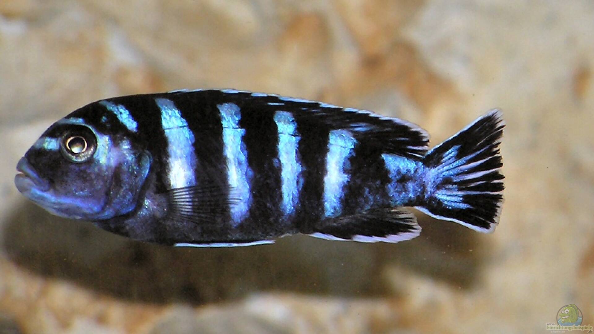 Pseudotropheus demasoni - Demasons Maulbrüter