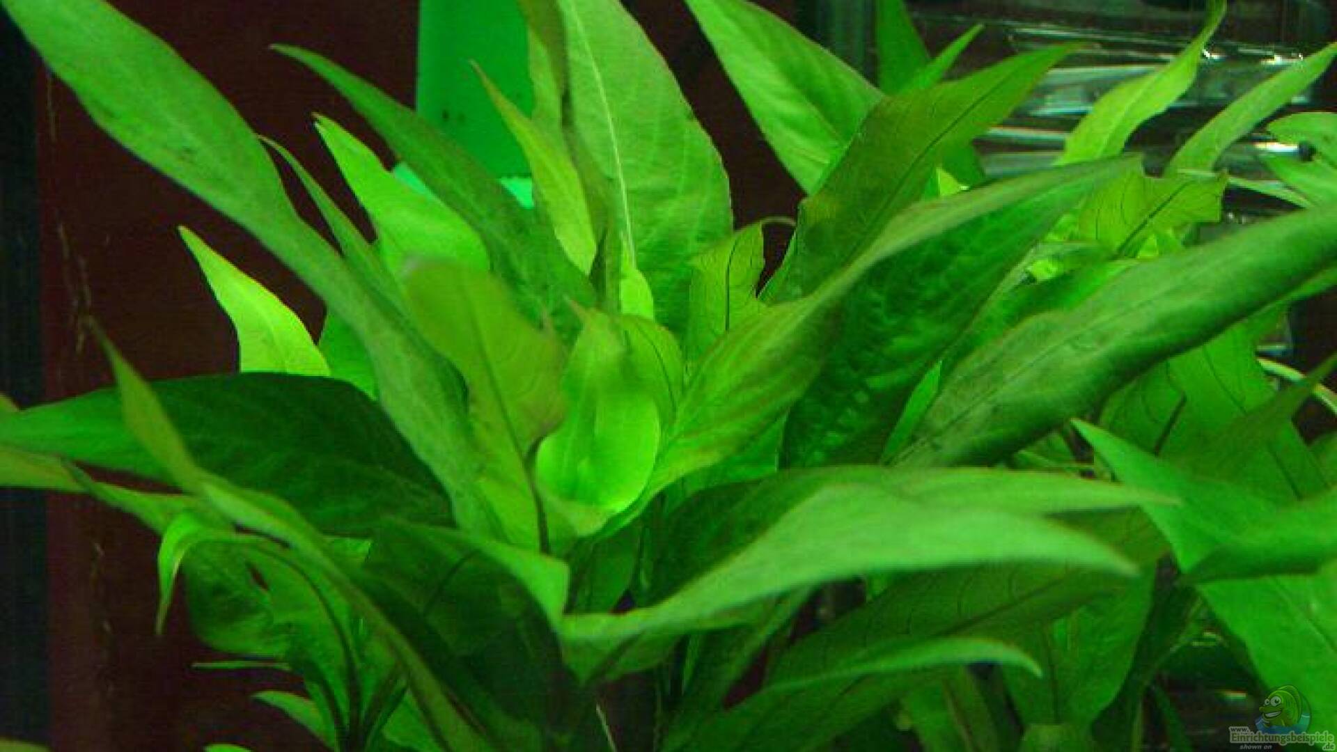 Hygrophila corymbosa - Kirschblatt-Riesenwasserfreund