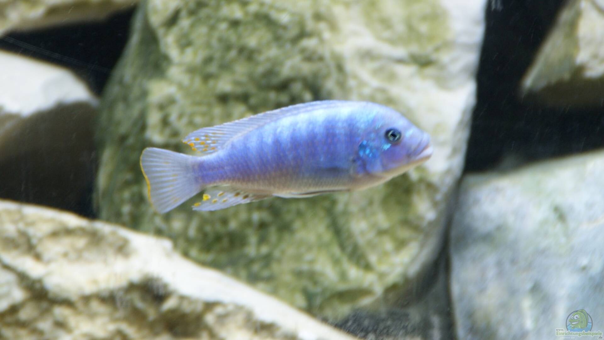 Metriaclima zebra: Alle wichtigen Infos