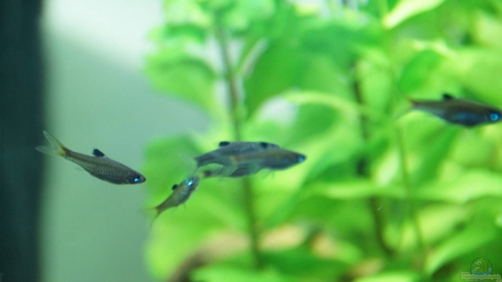 Brevibora dorsiocellata - Augenfleckbärbling