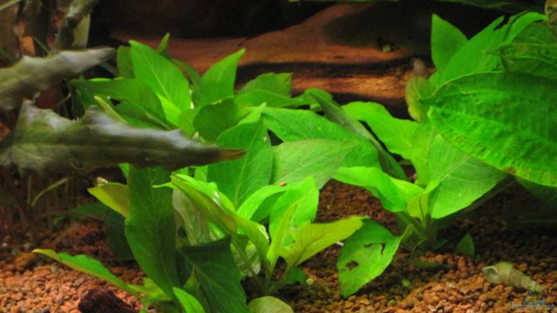 Hygrophila corymbosa - Kirschblatt-Riesenwasserfreund