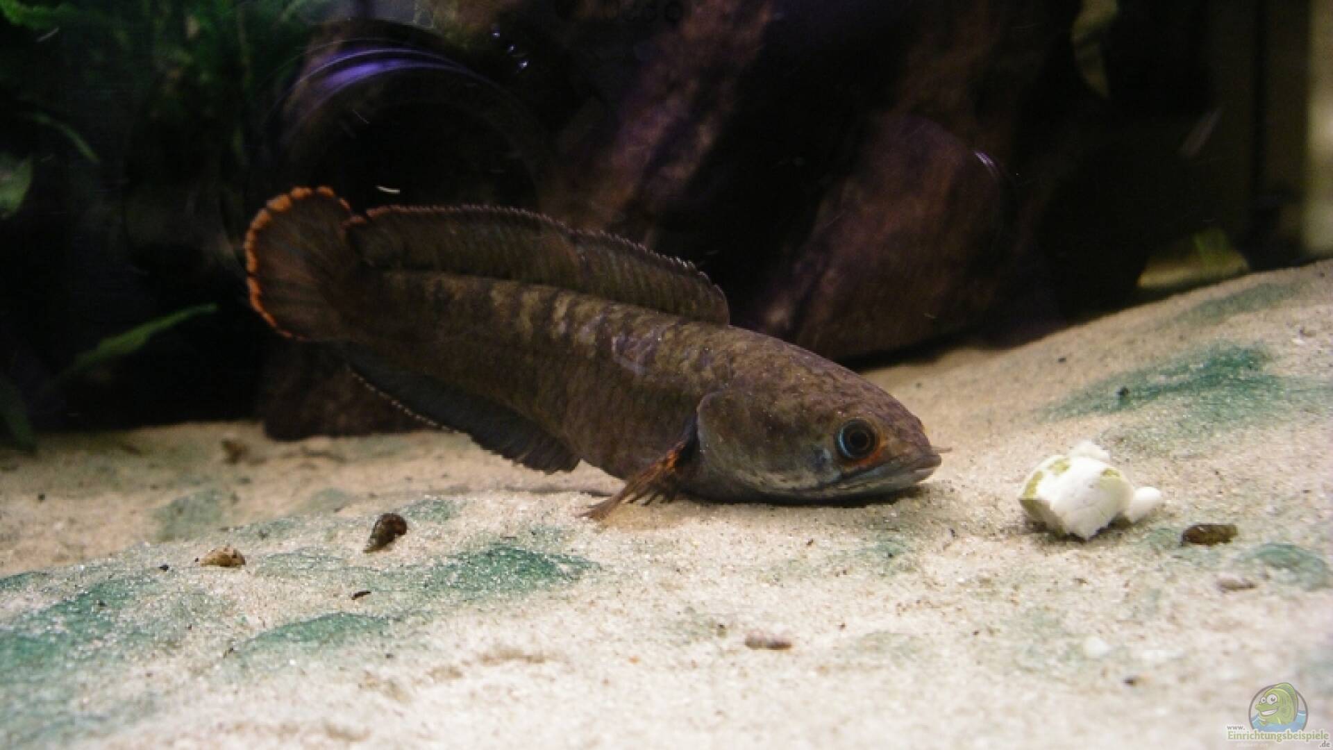 Channa Gachua - Zwerg-Schlangenkopf: Alle Infos