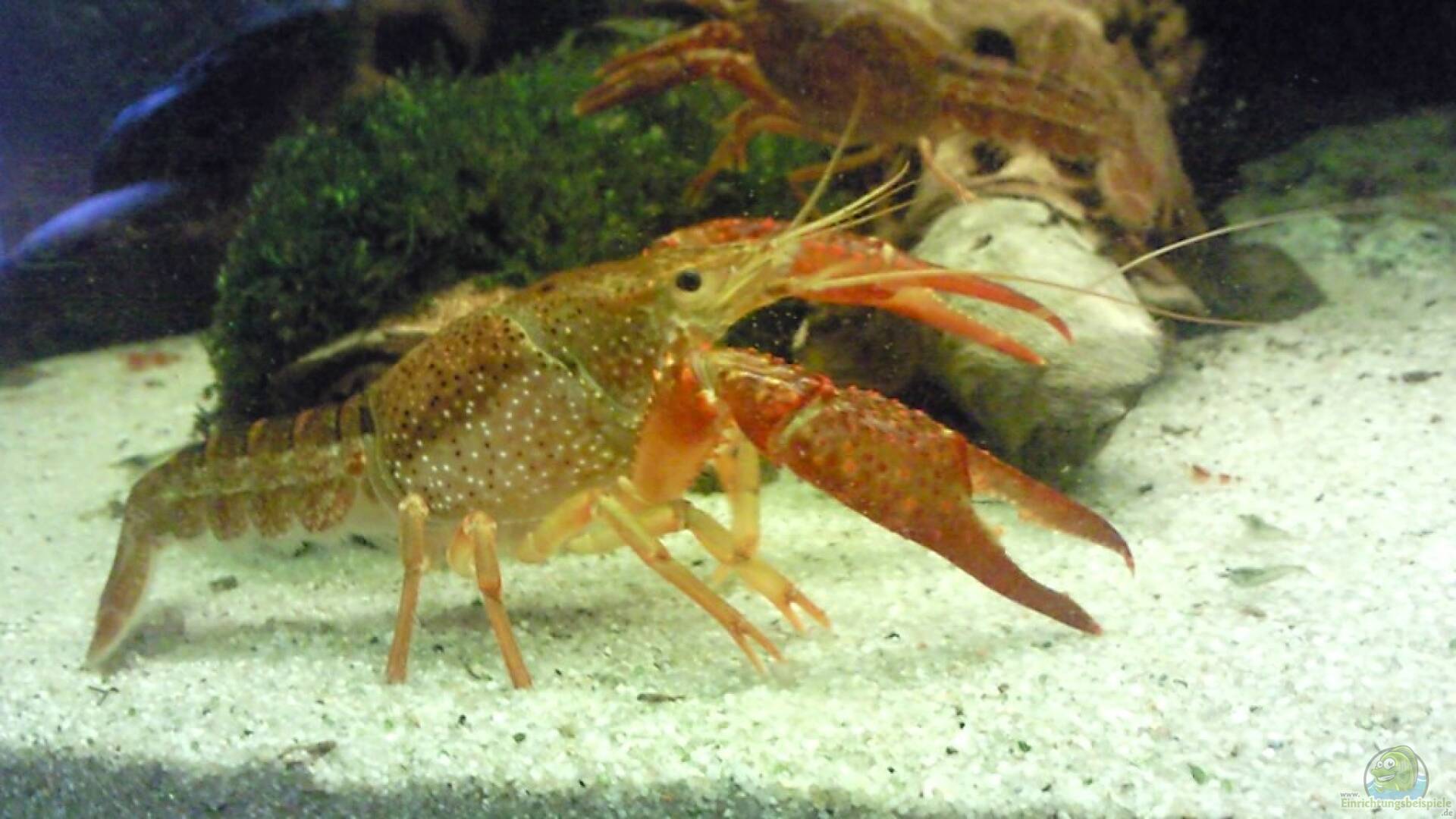 Aquarium Mit Krebsen