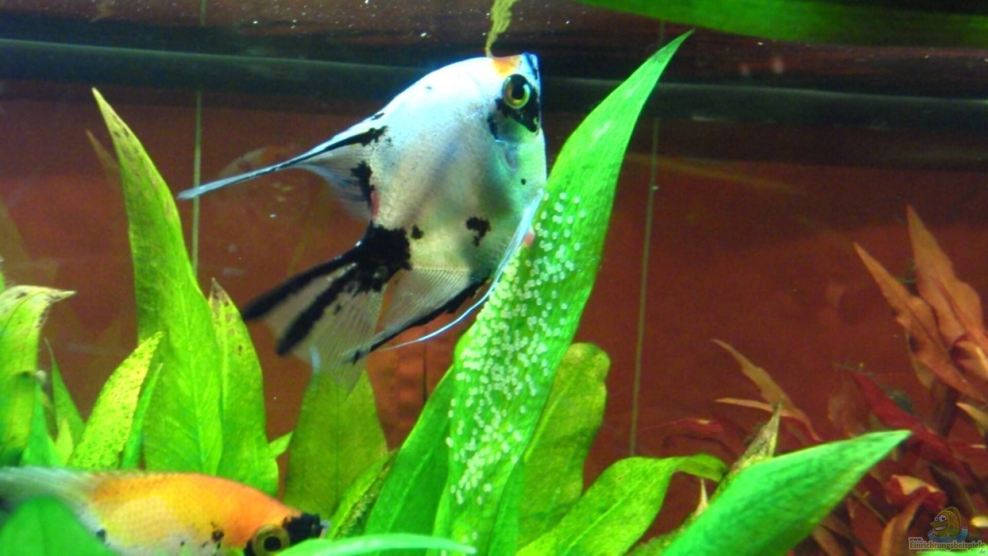 Pterophyllum - Segelflosser: Alle Infos