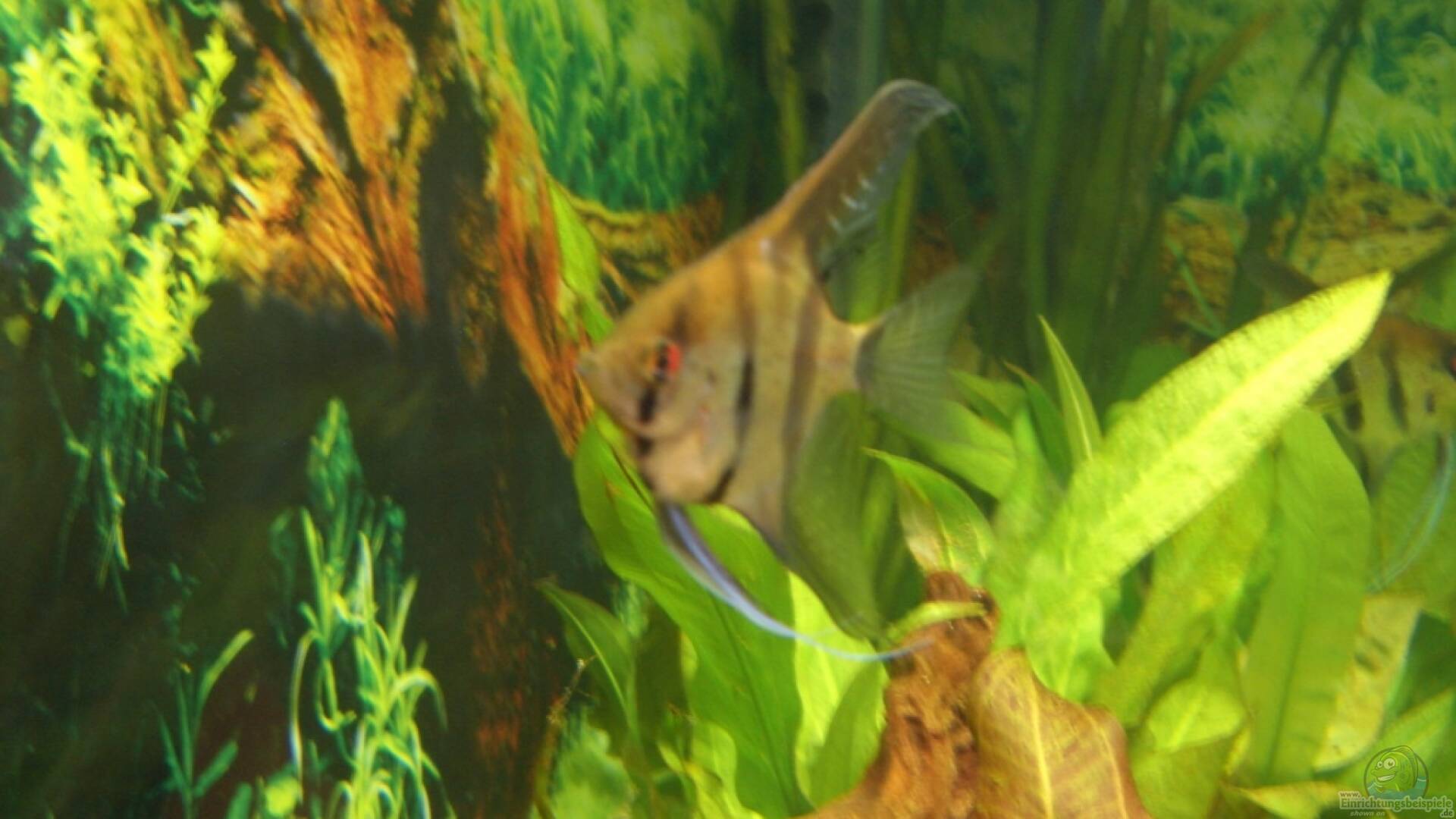 Pterophyllum - Segelflosser: Alle wichtigen Infos