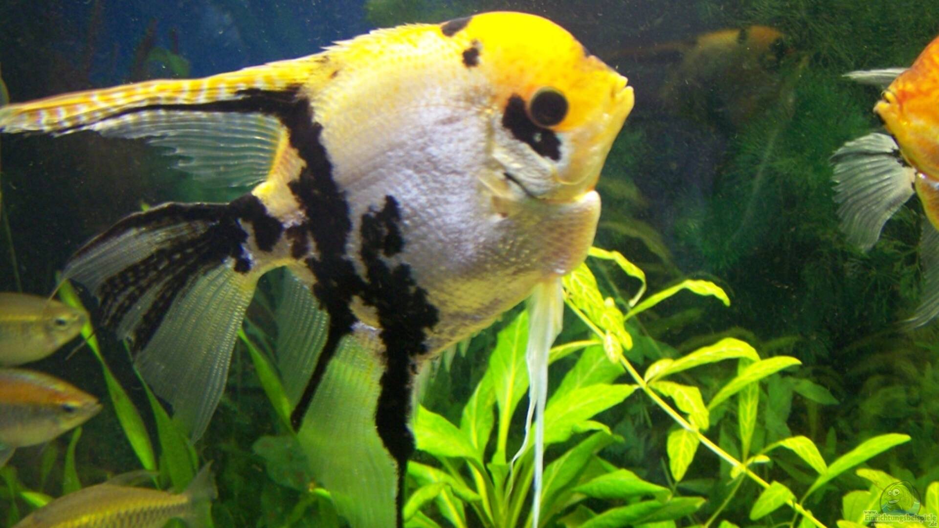 Pterophyllum - Segelflosser: Alle wichtigen Infos