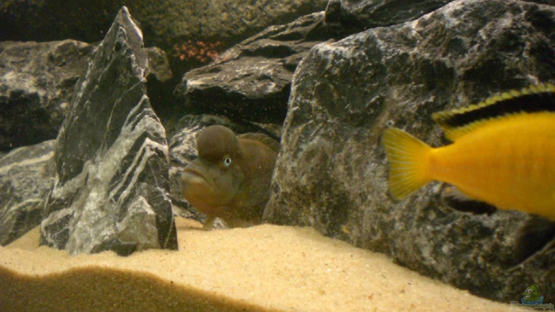 Steatocranus casuarius - Buckelkopfcichlide: Alle Infos