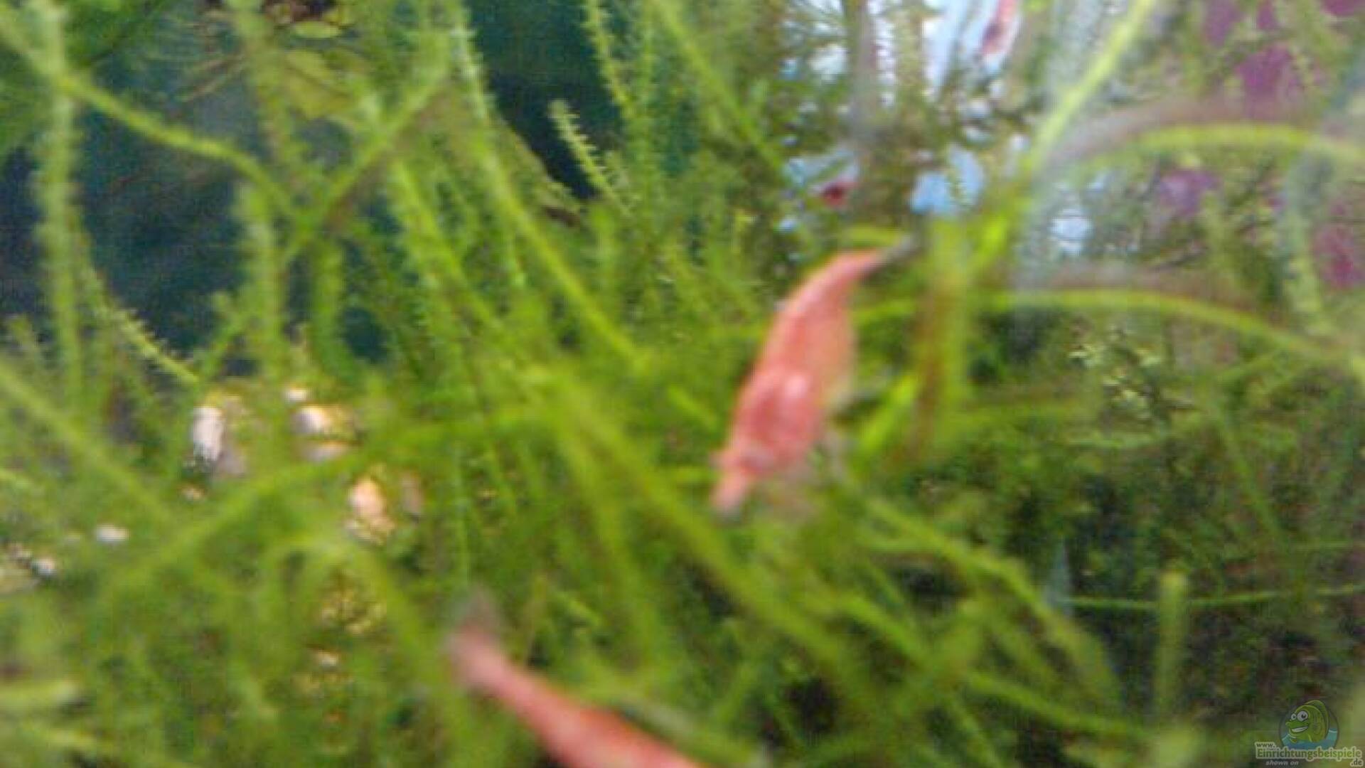 Taxiphyllum barbieri - Javamoos: Alle wichtigen Infos