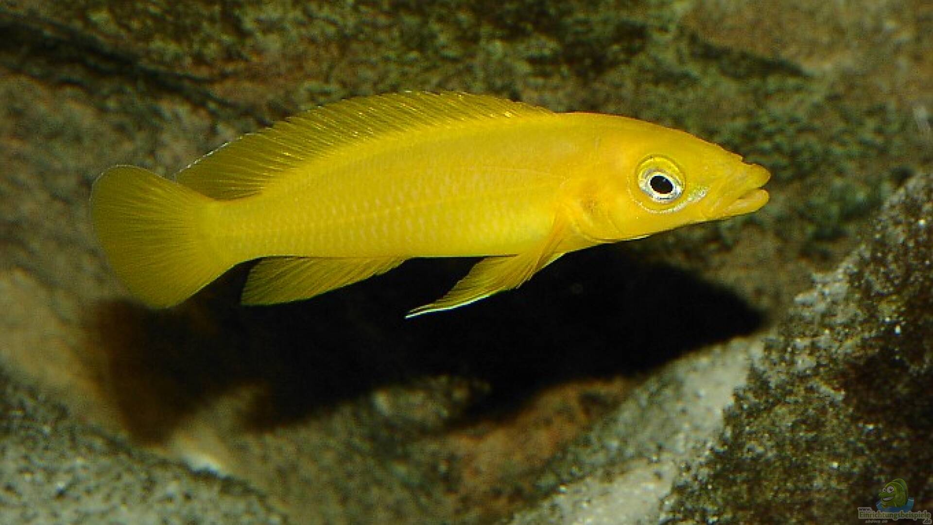 Neolamprologus leleupi - Tanganjika-Goldcichlide
