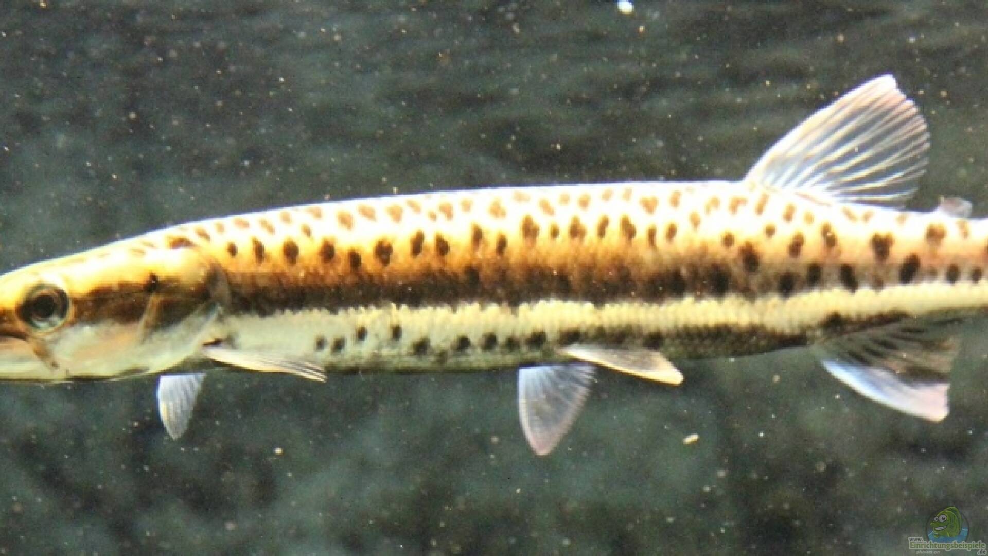 Boulengerella maculata - Gefleckter Hechtsalmler