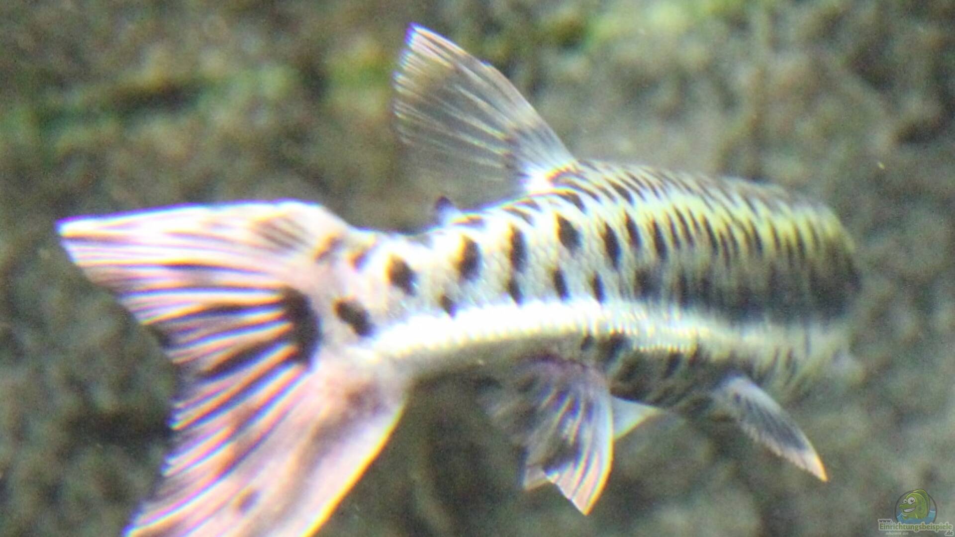 Boulengerella maculata - Gefleckter Hechtsalmler