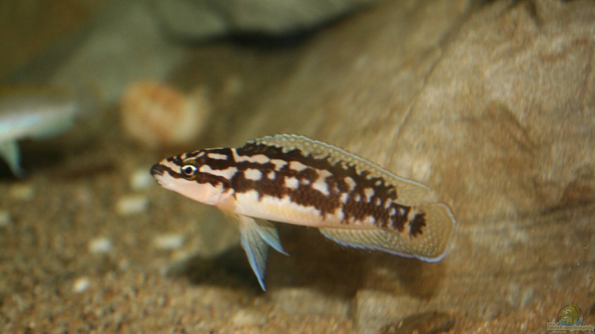 Julidochromis transcriptus: Alle wichtigen Infos