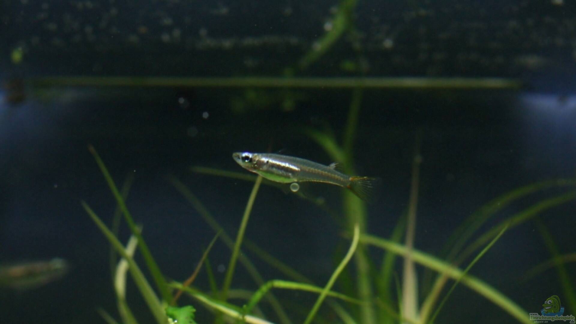 Asiatische Leuchtaugenfische - Reisfisch: Alle Infos