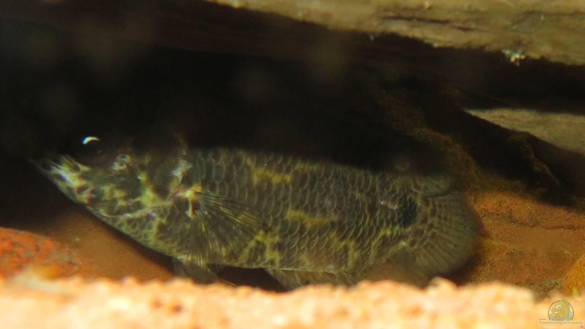 Ctenopoma acutirostre - Leopardbuschfisch: Alle Infos