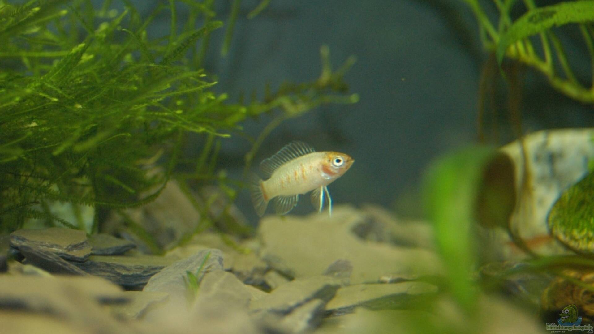 Dario dario - Scarlet-Blaubarsch: Alle wichtigen Infos