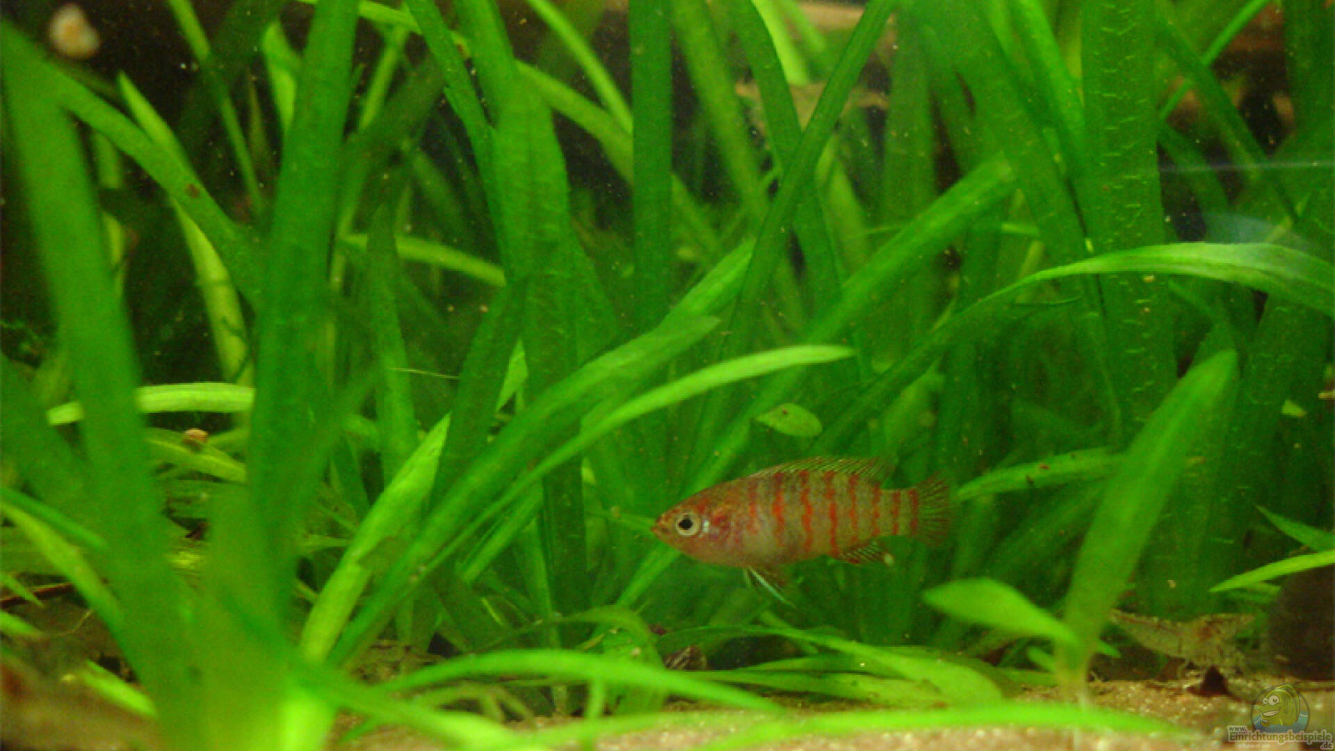 Dario dario - Scarlet-Blaubarsch: Alle wichtigen Infos