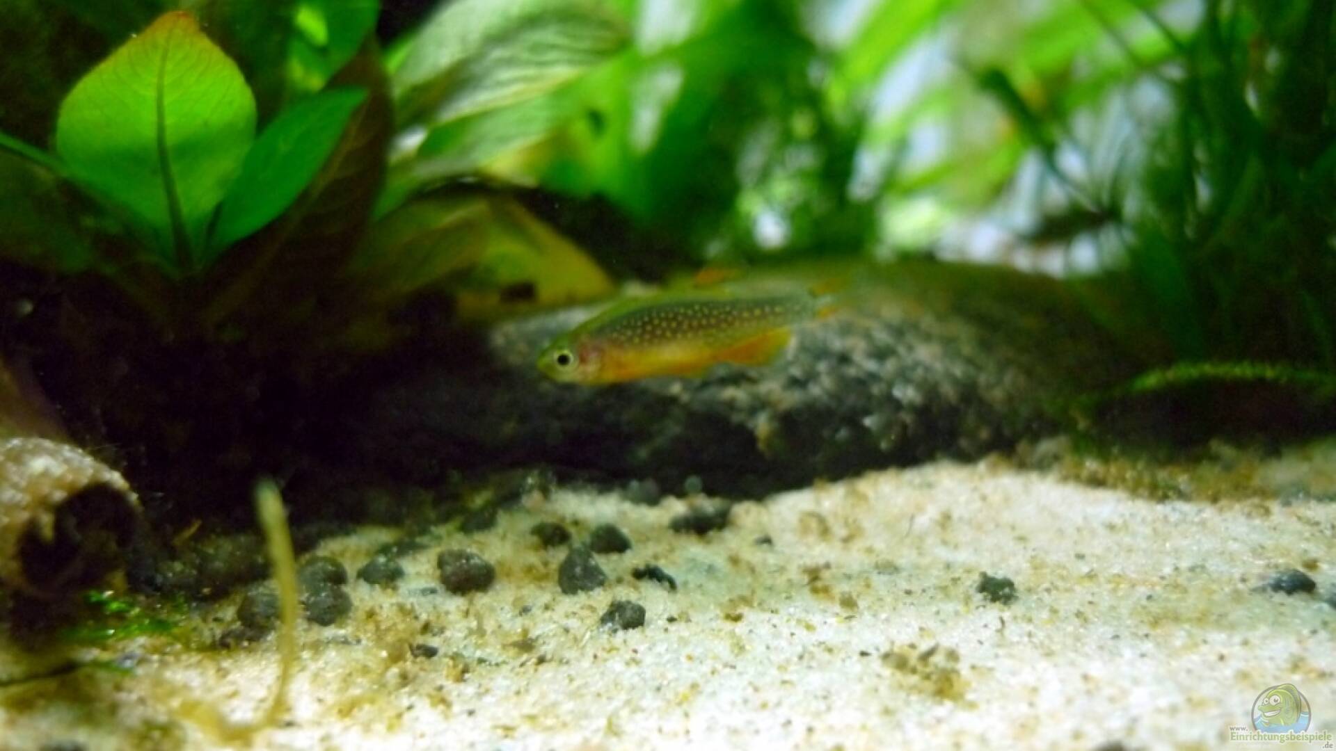 Boraras micros - Microrasbora: Alle wichtigen Infos