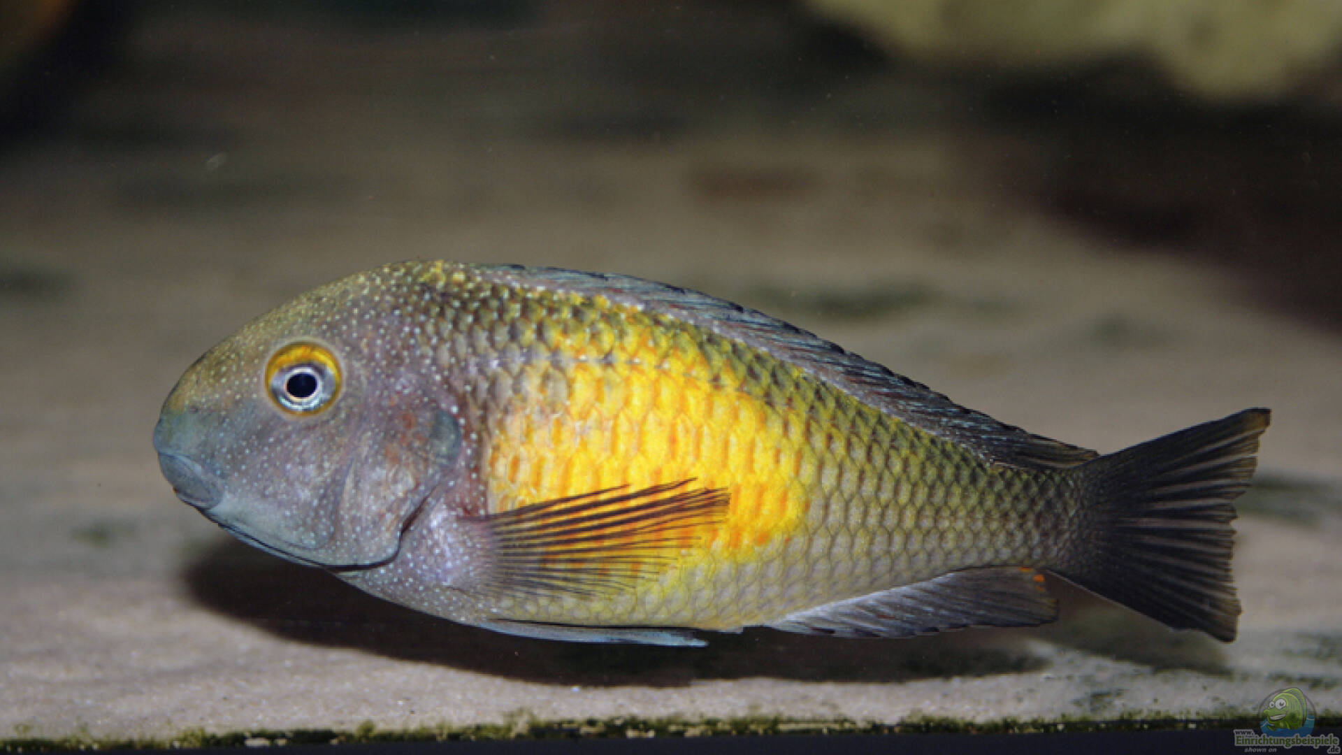 Tropheus moorii ´Mpulungu´: Alle wichtigen Infos