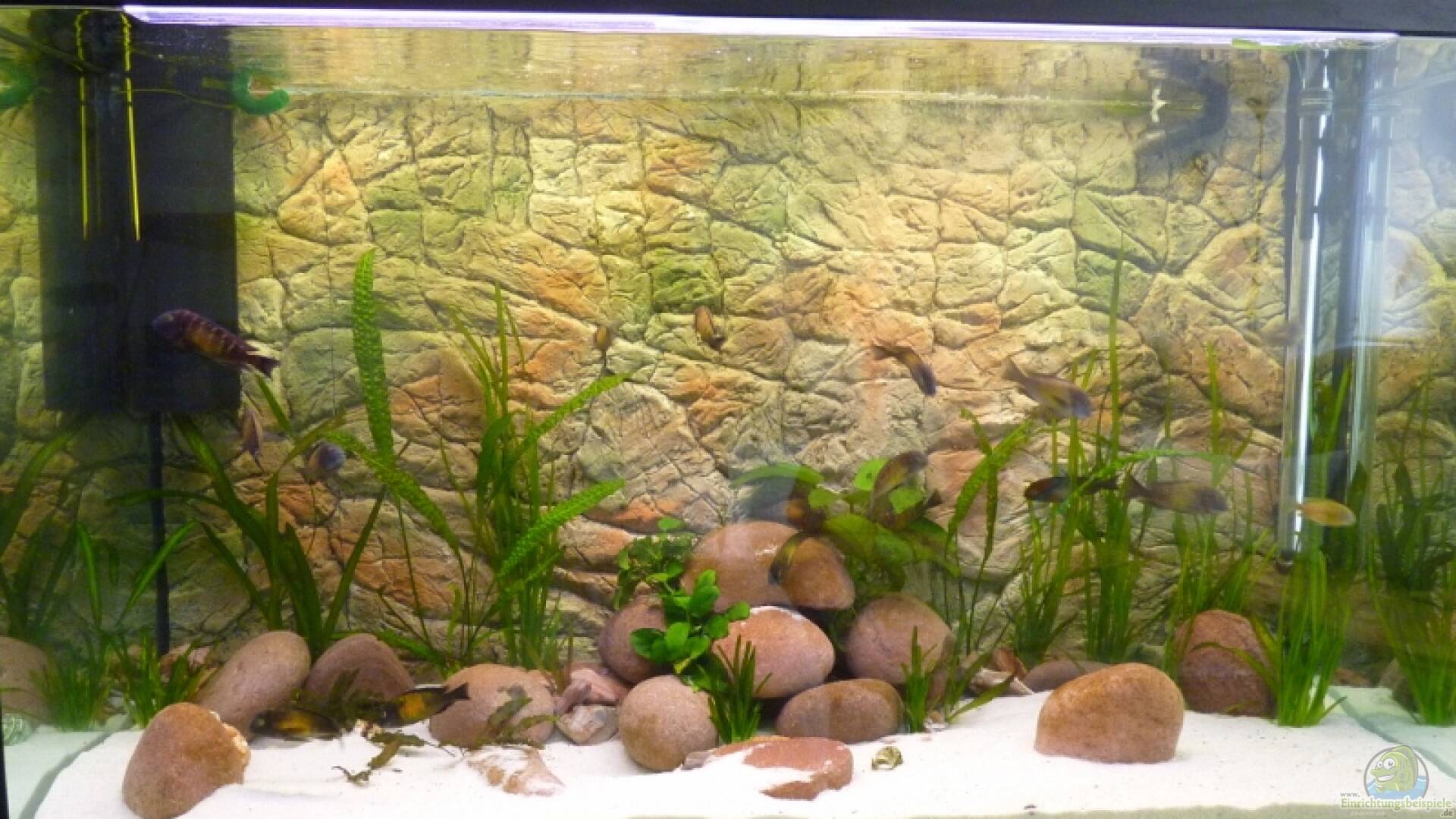 Tropheus moorii ´Mpulungu´: Alle wichtigen Infos