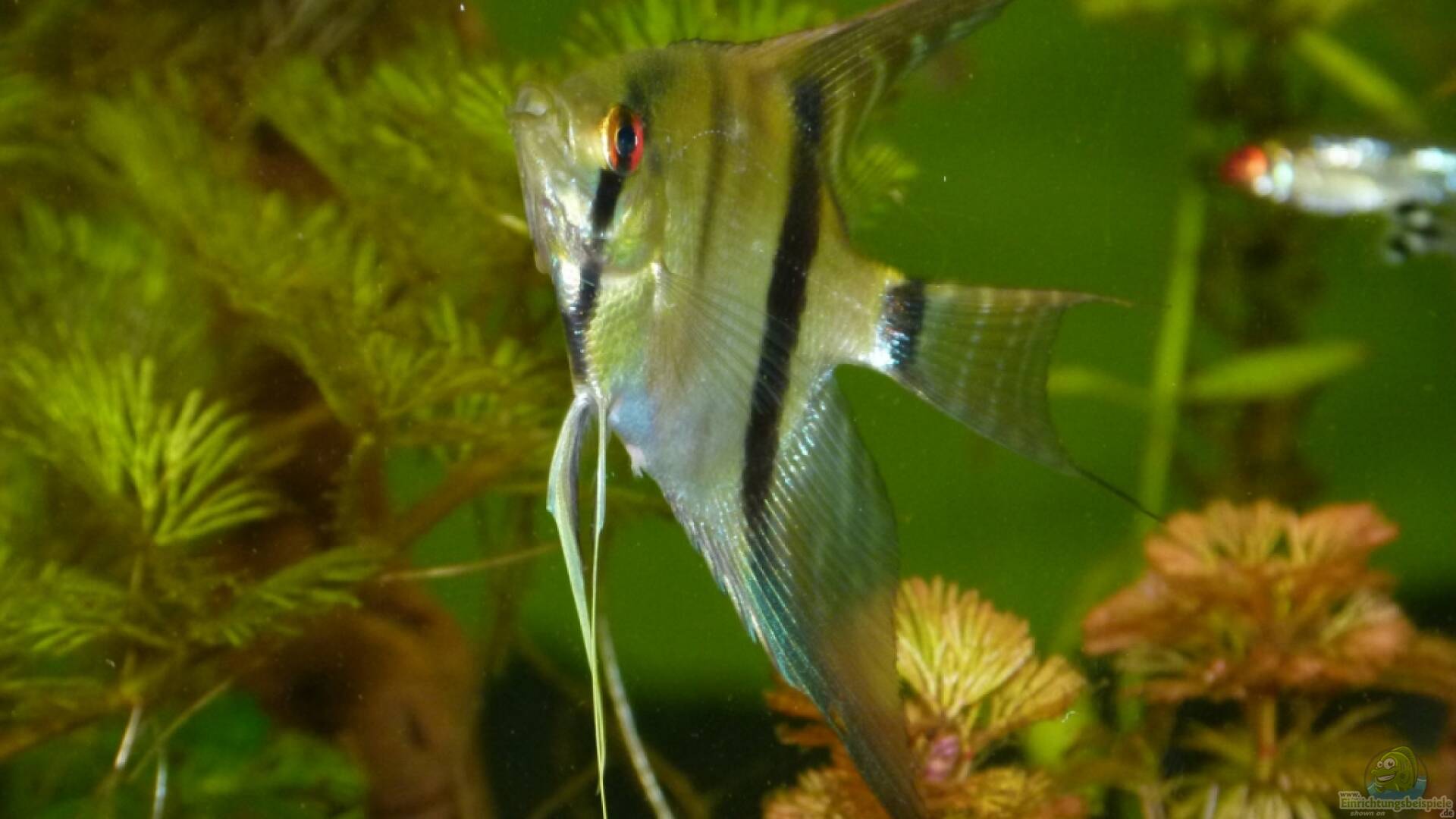 Pterophyllum - Segelflosser: Alle wichtigen Infos
