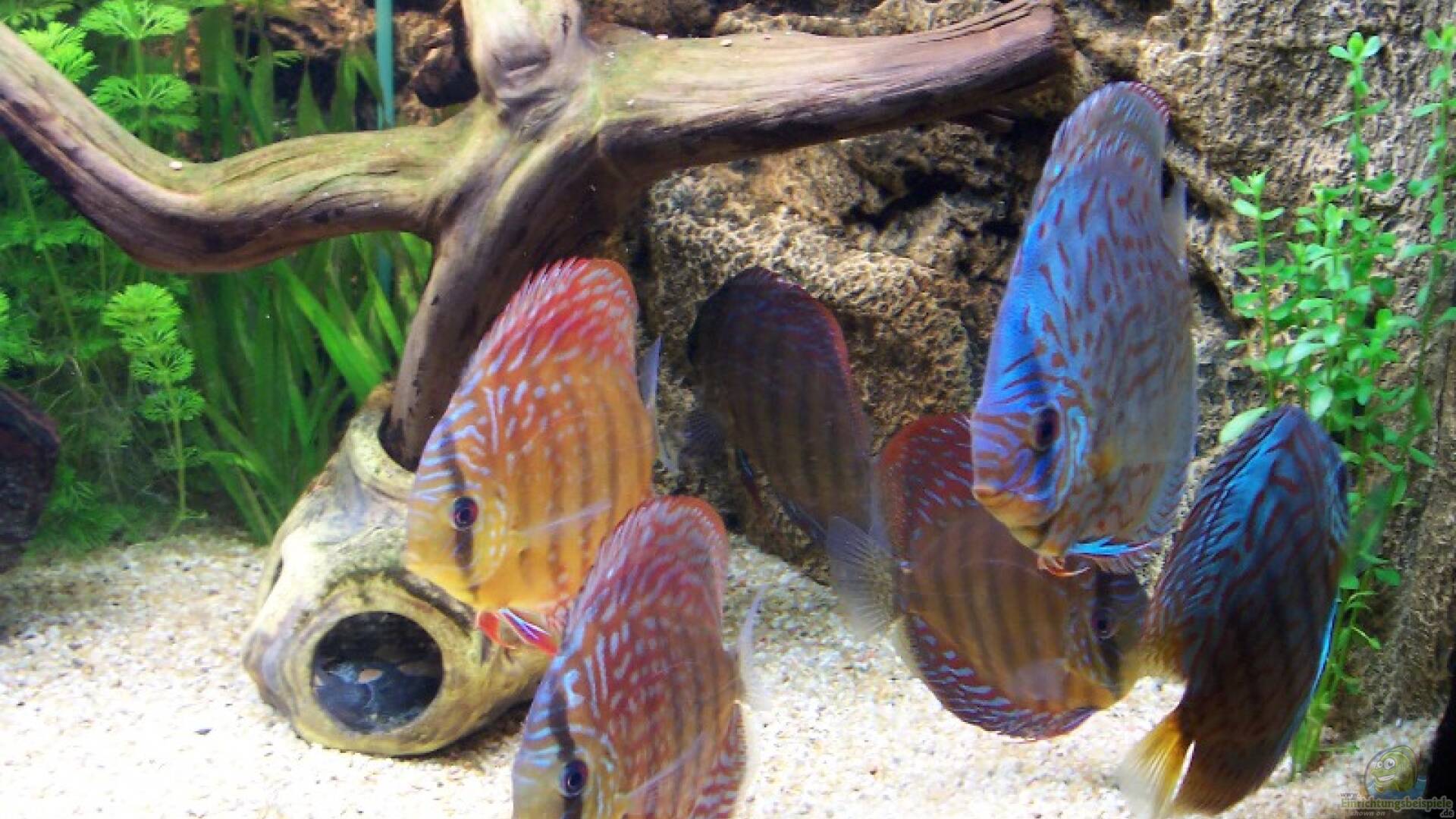 Symphysodon - Diskusfisch: Alle wichtigen Infos