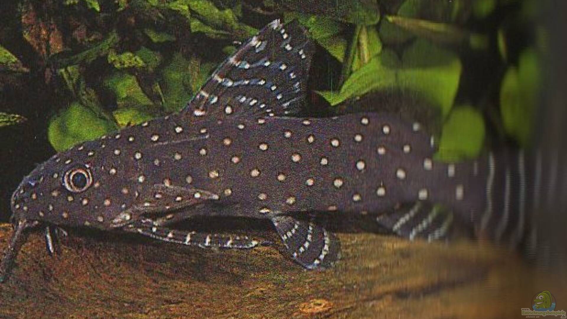 Synodontis angelicus - Perlhuhnwels: Alle Infos